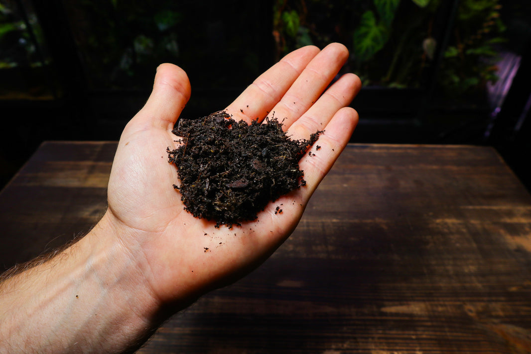 Substrate & Drainage – Terrarium Designs