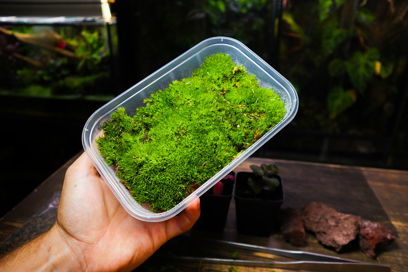 Beginner Terrarium Kit (UK Delivery Only) – Terrarium Designs