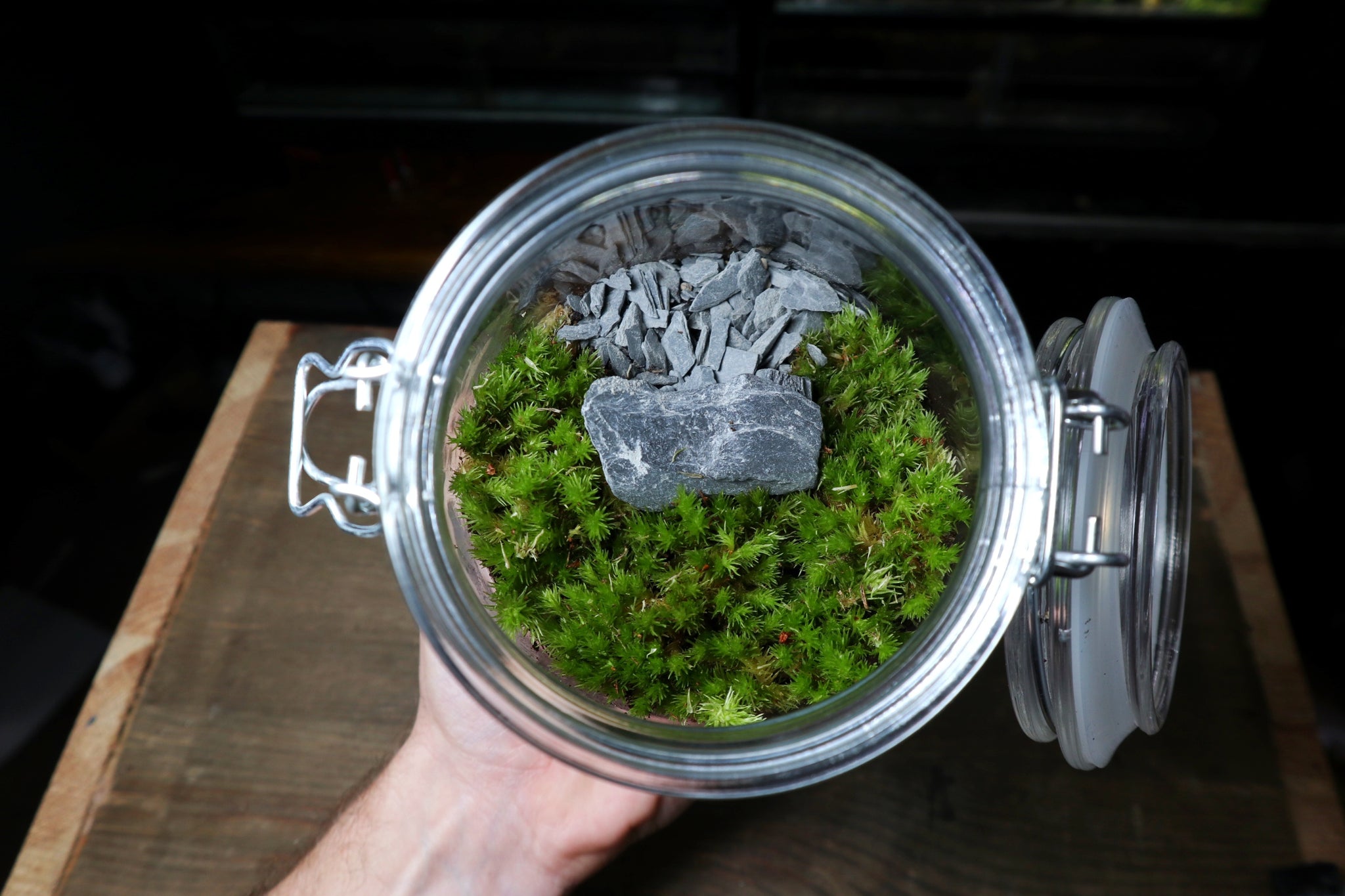 Cave Terrarium Kit - Easy Terrarium Kit For Sale UK – Terrarium Designs